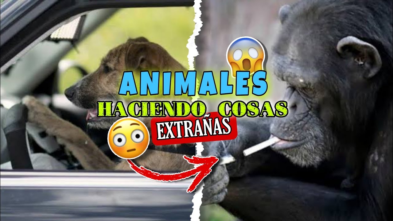 10 Animales Haciendo Cosas Extrañas Captados en Cámara 😲 - YouTube