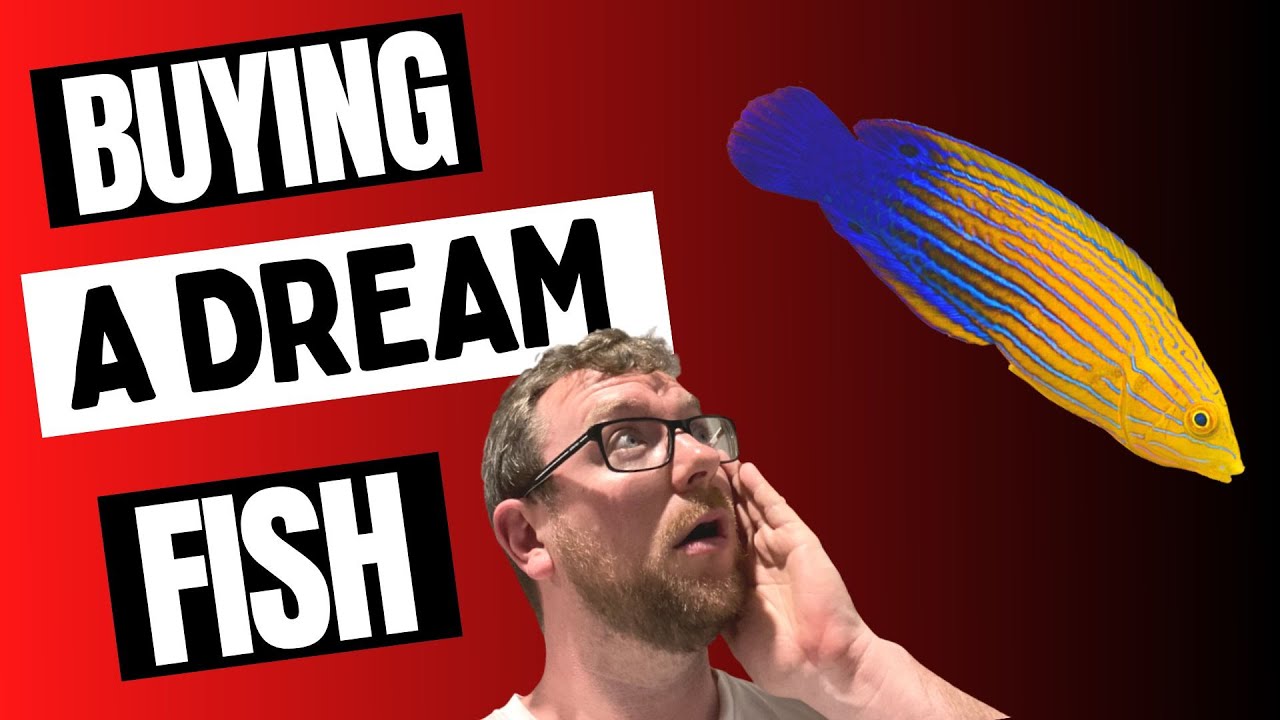 Buying one of my dream fish - Femininus wrasse! - YouTube