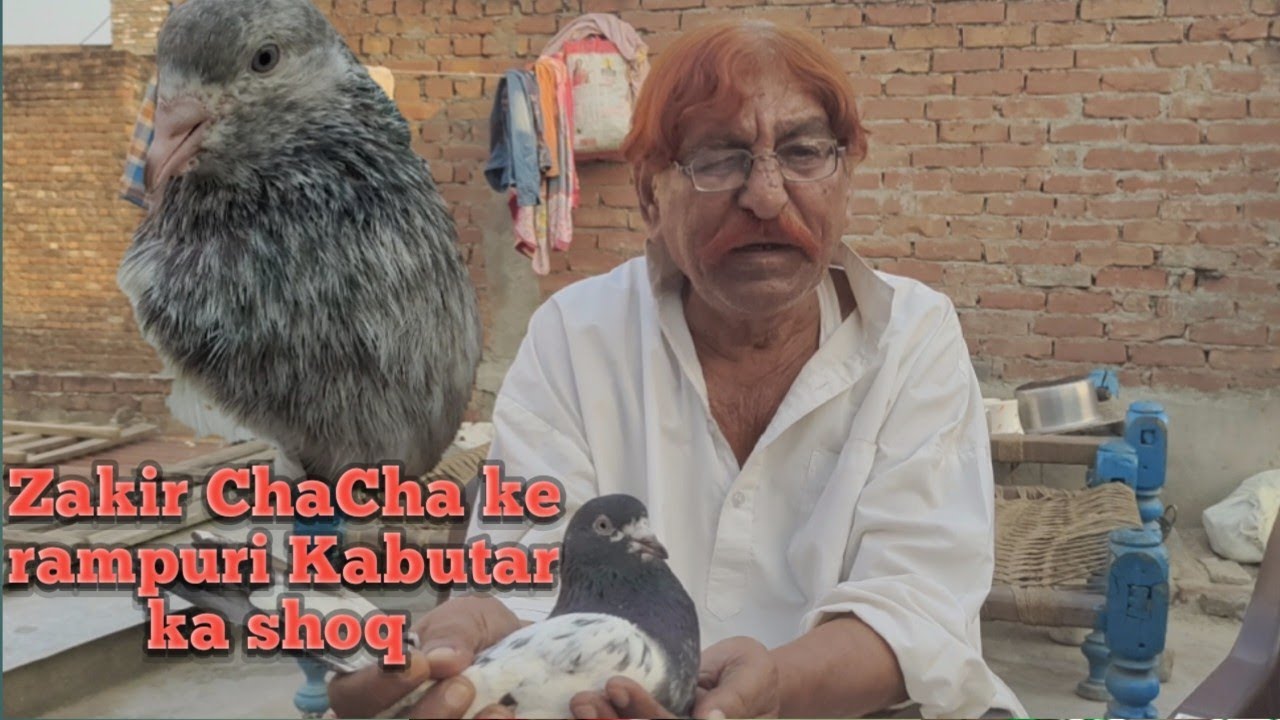 Rampuri golden gere gajre kabutar ka shoq जाकिर चाचा के रामपुरी कबूतर ...