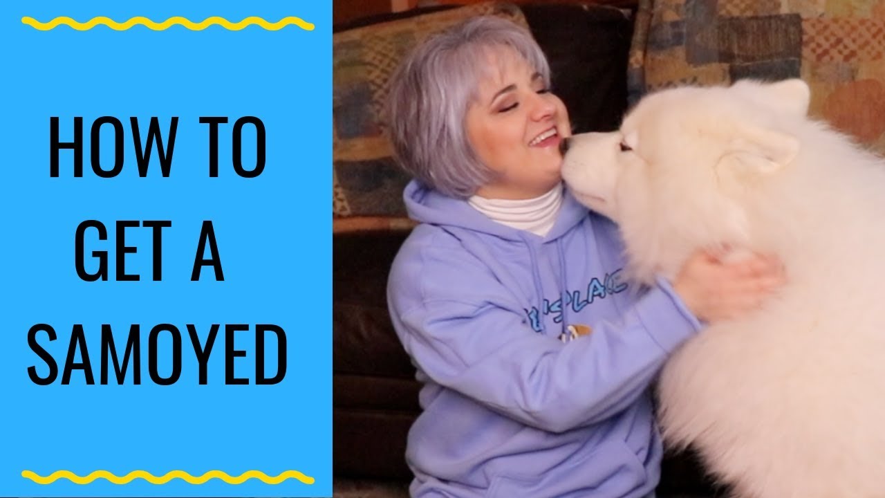 Tips And Tricks For Buying A Samoyed | Where Should I Buy A Samoyed ...