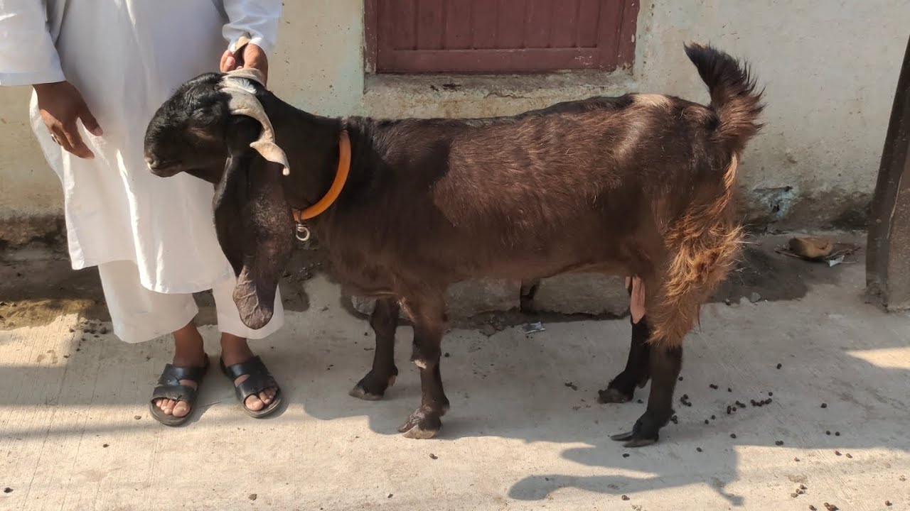 pure hyderabadi breedline goat available in Hyderabad Golconda qila ...