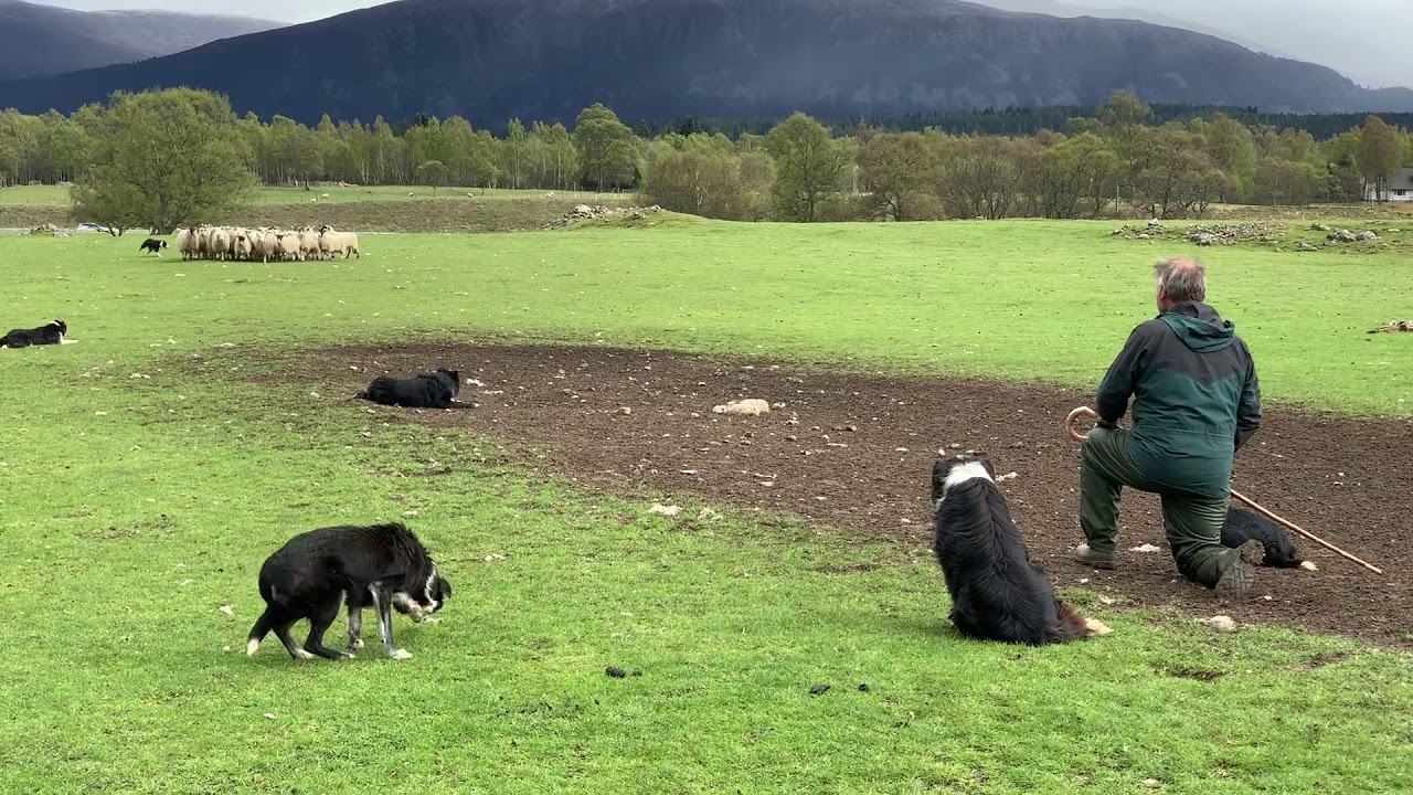 Working Sheepdogs at Leault Farm, Scotland, 3 May 2019 no. 2 - YouTube