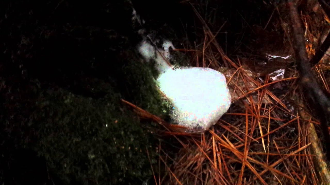 Rain water dripping from tree creating white foam - YouTube