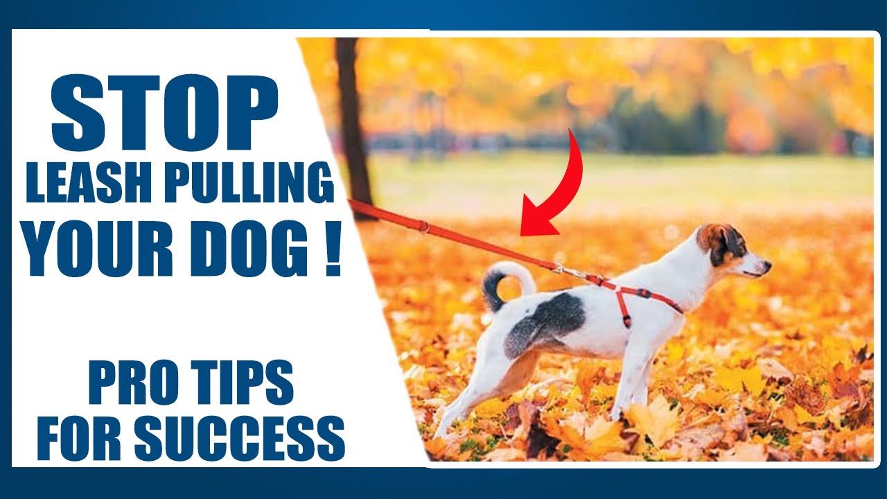 How To Stop Leash Pulling Now Pro Tips for Success - YouTube