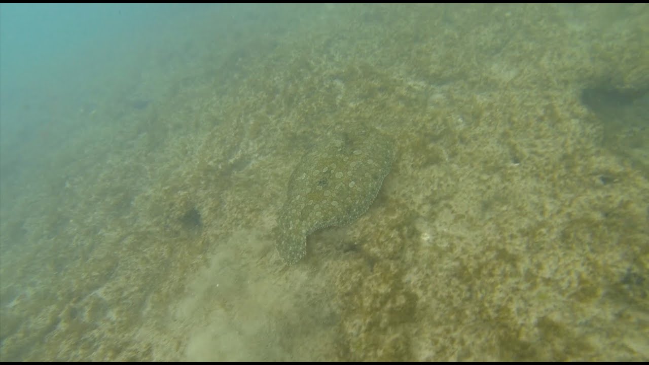 A big flatfish - YouTube