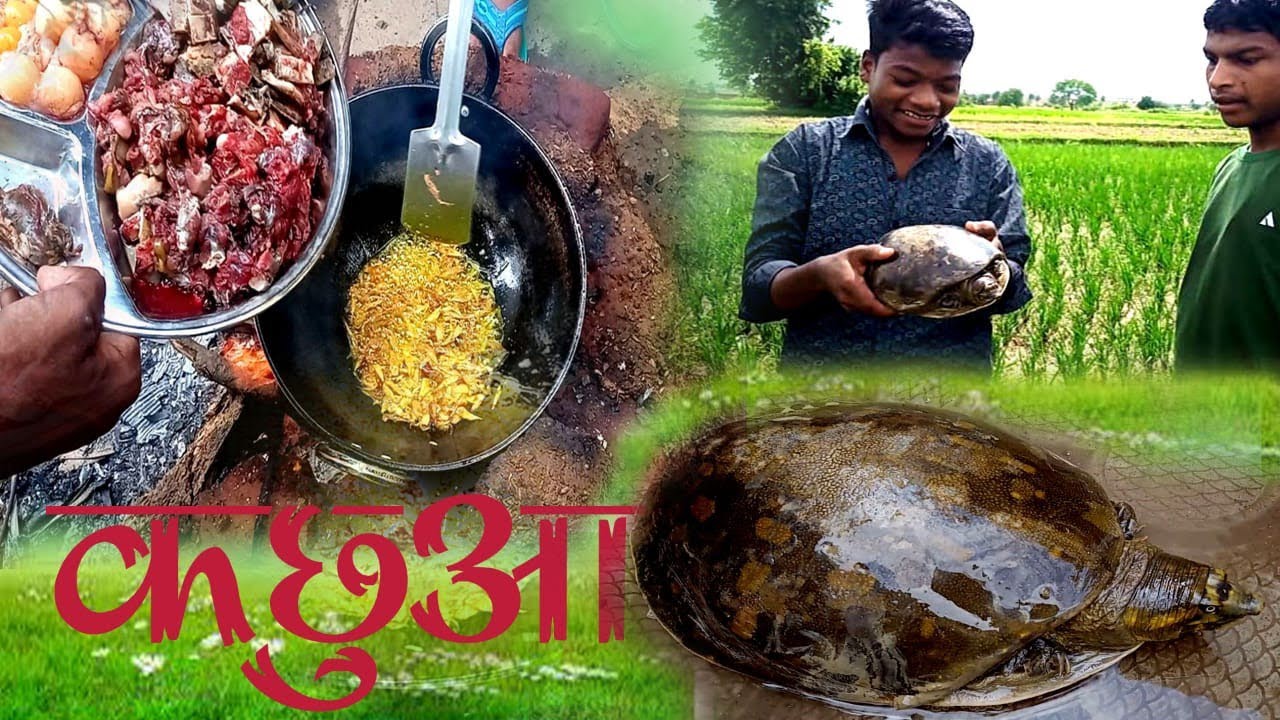 Turtle Meat Cooking//Catching Turtle//कछुआ मीट बनाने की विधि//Kachua ...