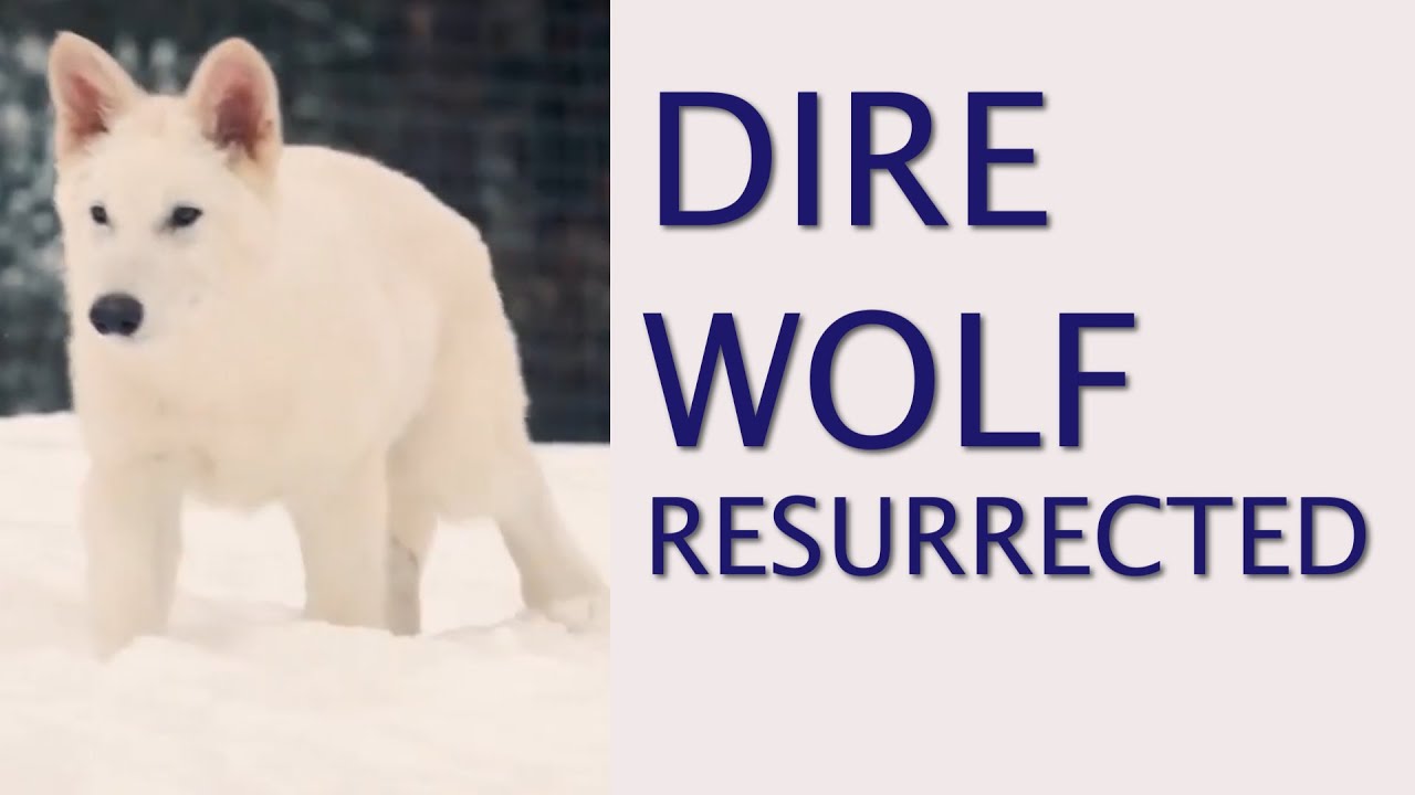 Dire Wolves Are Making A Comeback Through Genetic Engineering NOW - YouTube