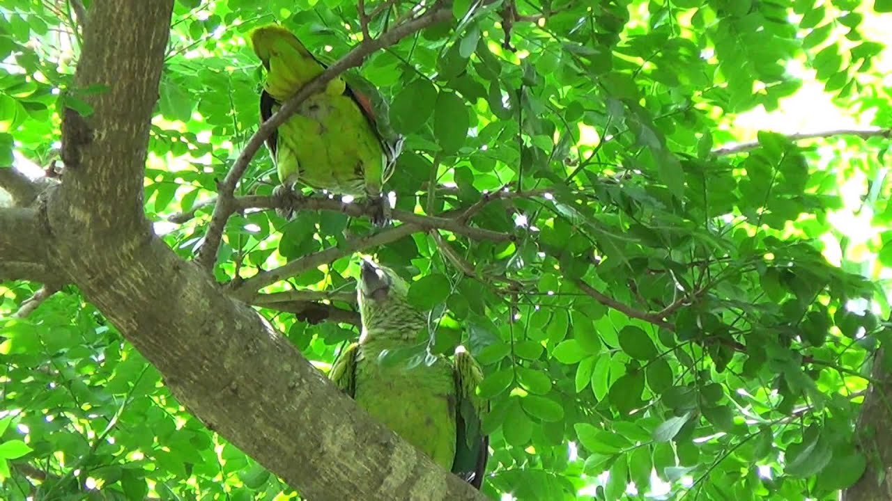 PAPAGAIO VERDADEIRO filhotes (AMAZONA AESTIVA), TURQUOISE-FRONTED ...