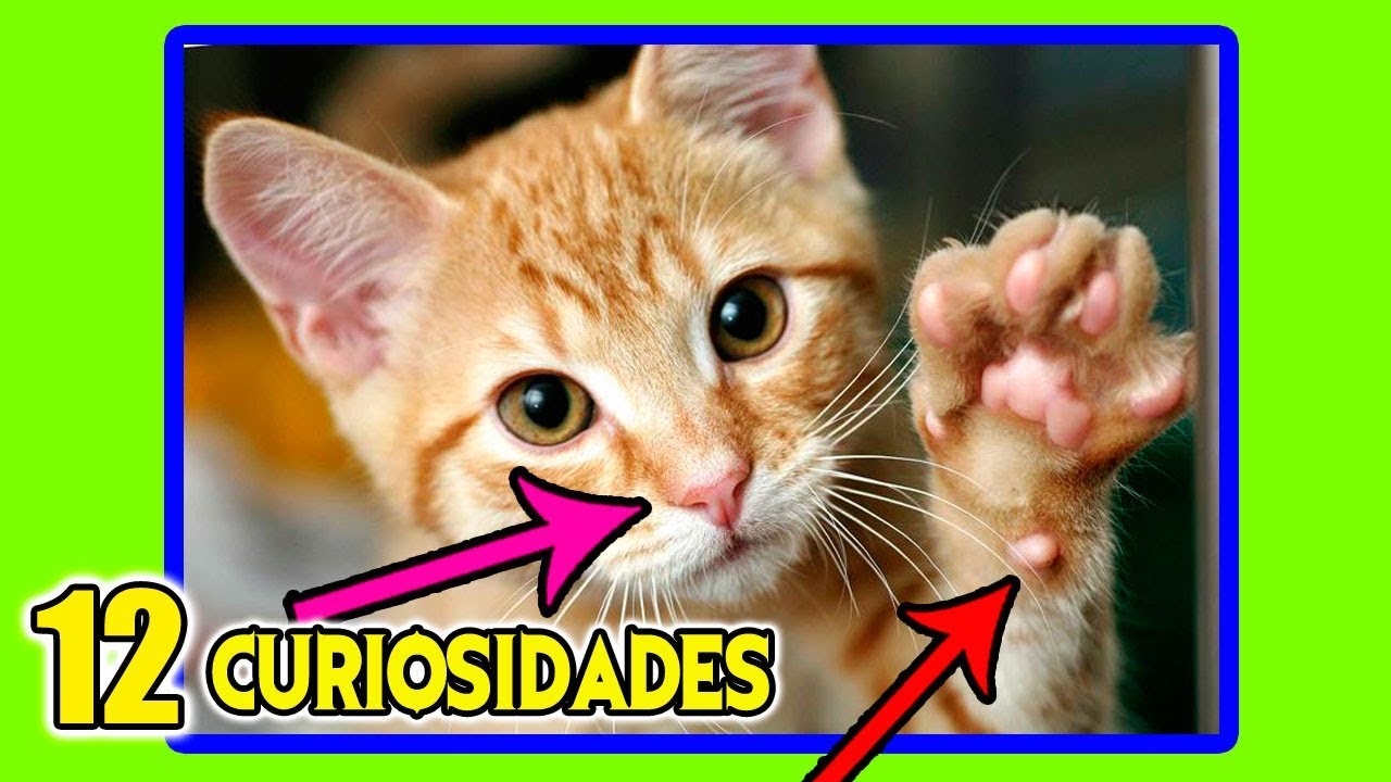 12 Curiosidades de Los Gatos (Que no Sabias) #GATOS 🐱🧶🏺 - YouTube