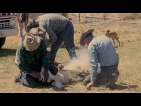 Cattle Branding (ca  1965)