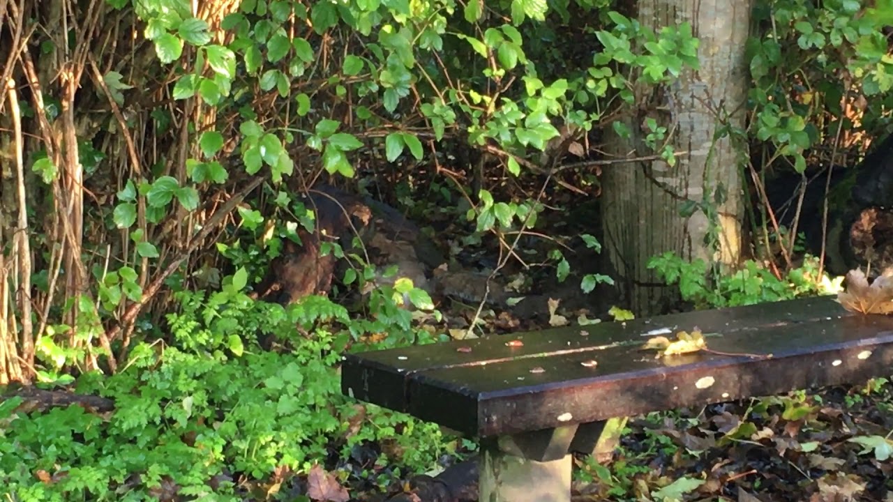 Squirrel at The Towers Woodland, Cleveleys - YouTube