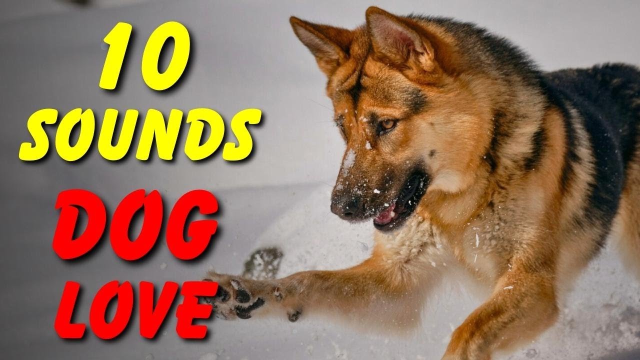 10 SOUNDS Dogs LOVE To Hear The Most - YouTube