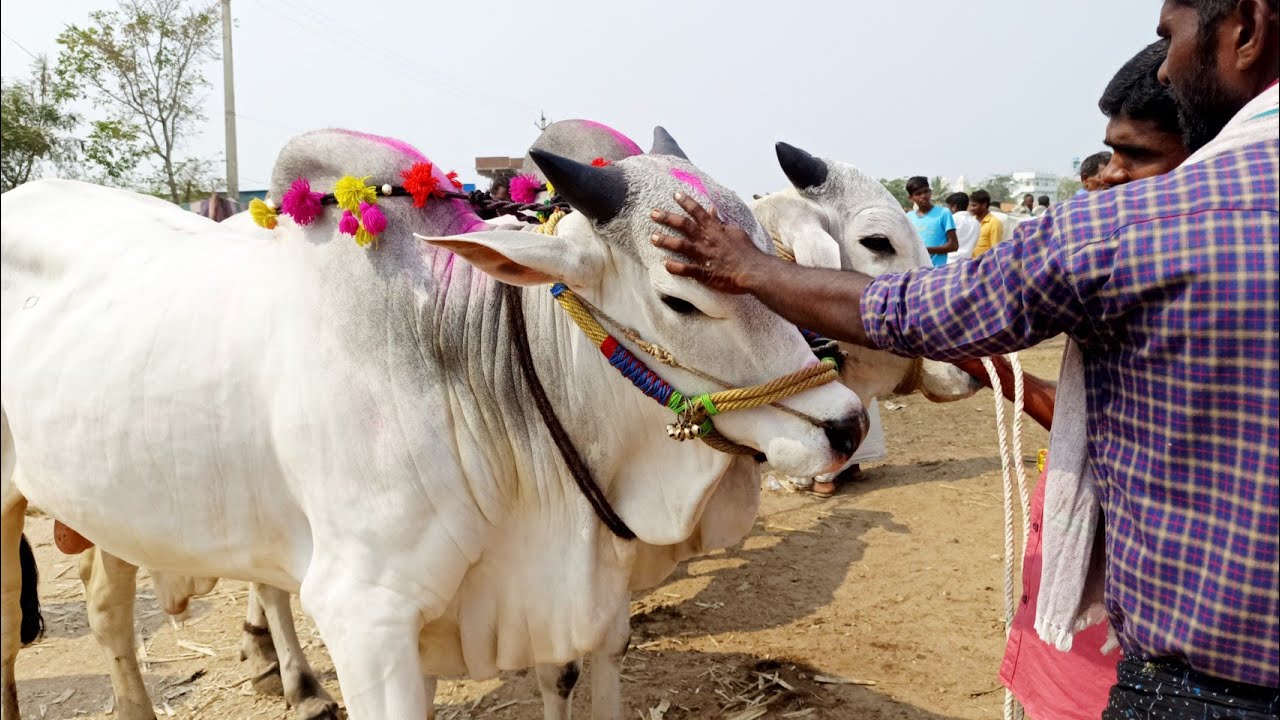 పెబ్బేరు సంత బజార్ లో ఒంగోలు జాతి సేద్యపు ఎద్దుల రేట్లు ఏవిధంగా ...