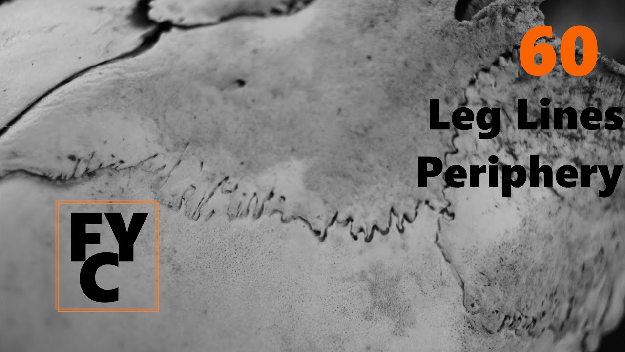 Leg Line, Periphery // FORREST YOGA CHICAGO [60 min.] - YouTube