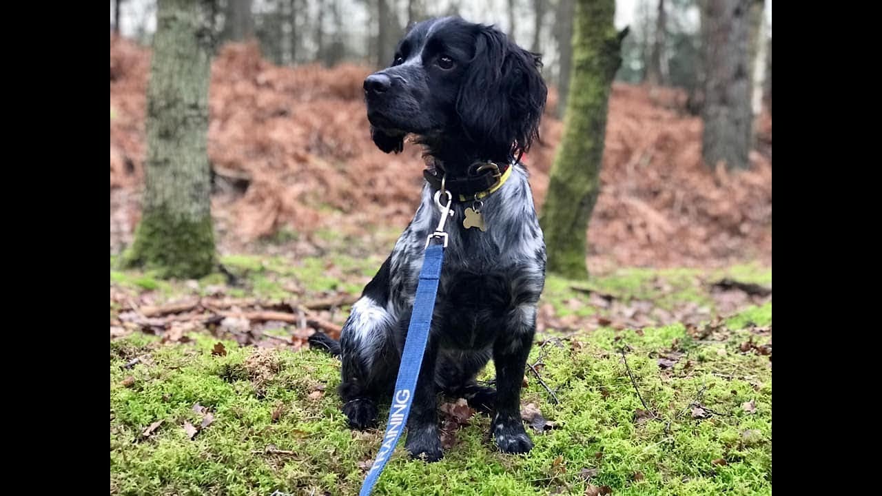 Jonty - 15 month old Sprocker Spaniel - 2 Weeks Residential Dog ...