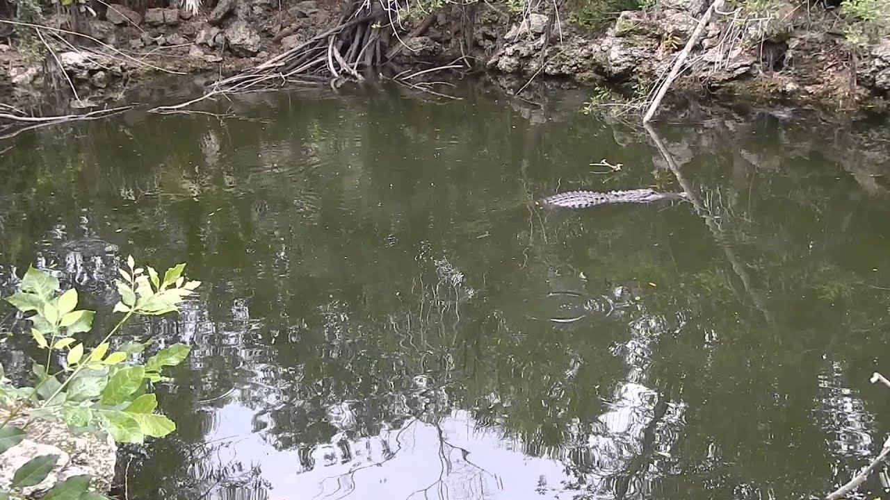 Gator Hole in Fakahatchee Strand Preserve State Park - YouTube