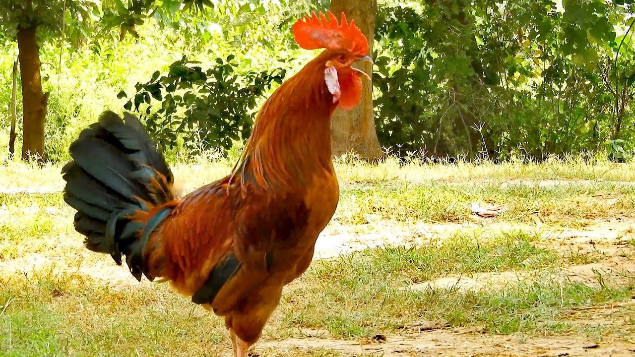Crow bird vs Rooster crowing sound effects - YouTube