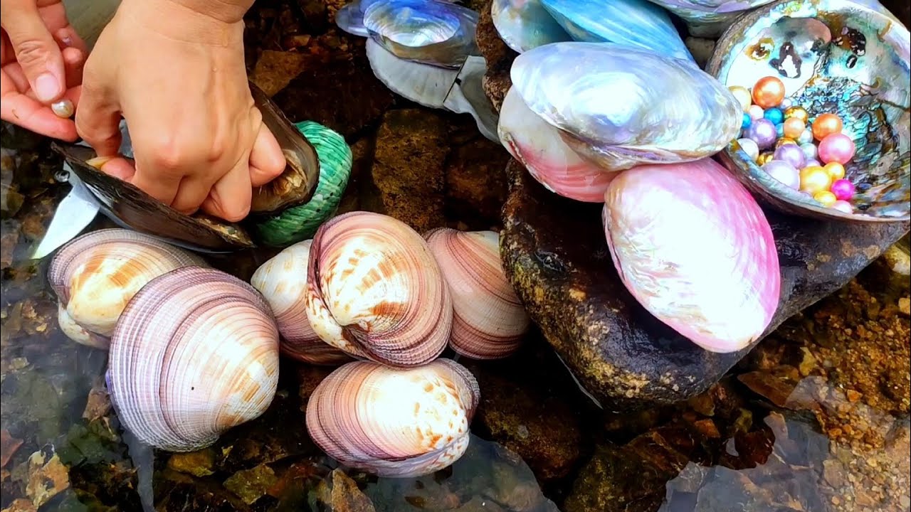 Do these precious shellfish have pearls? how to get them - YouTube