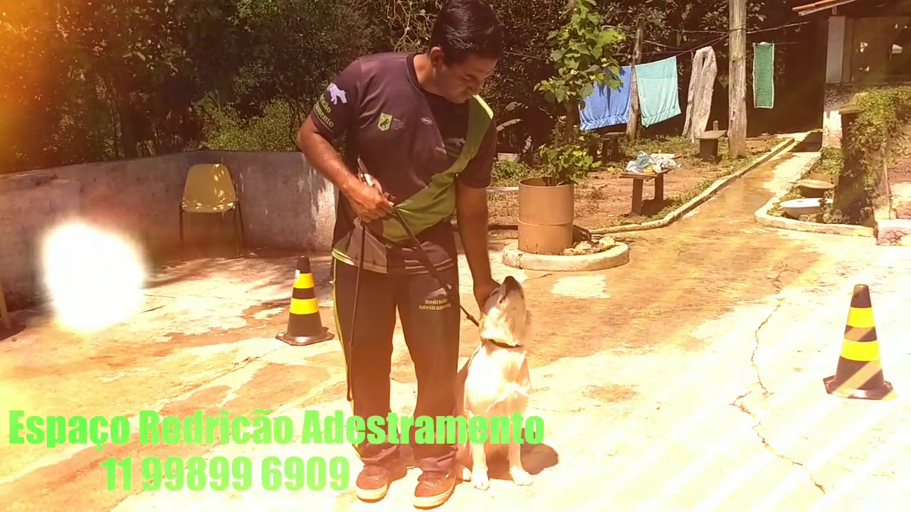 Espaço Rodricão Adestramento - YouTube