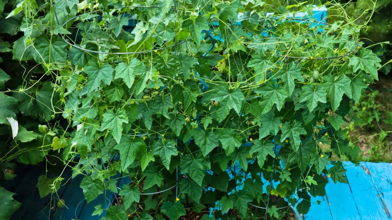 Cucamelon from seeds to harvest, plus curry pickle recipe - YouTube
