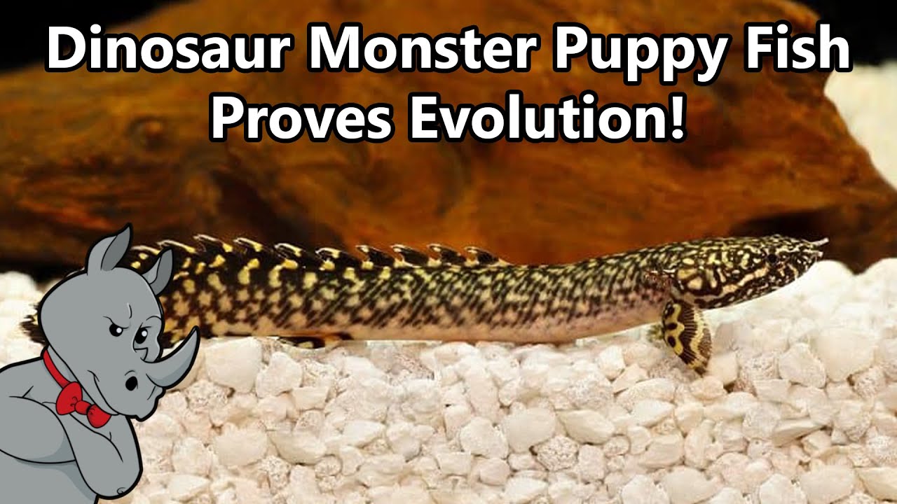 The Dinosaur Monster Puppy Fish Proves Evolution! - YouTube