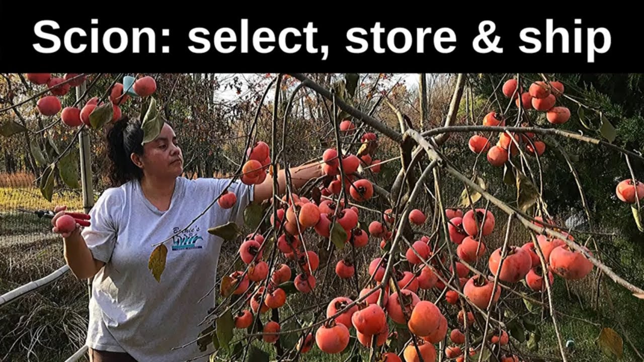 Persimmon Scion - selecting, storing and shipping - YouTube