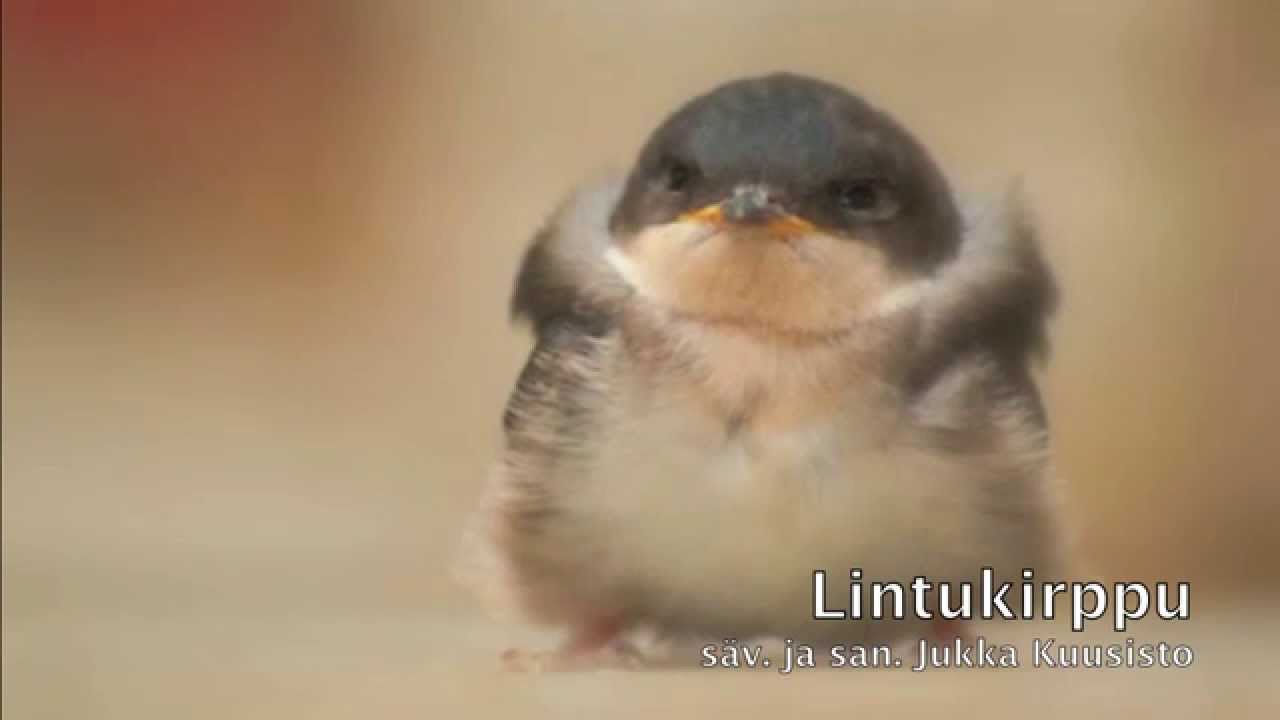 Lintukirppu - YouTube