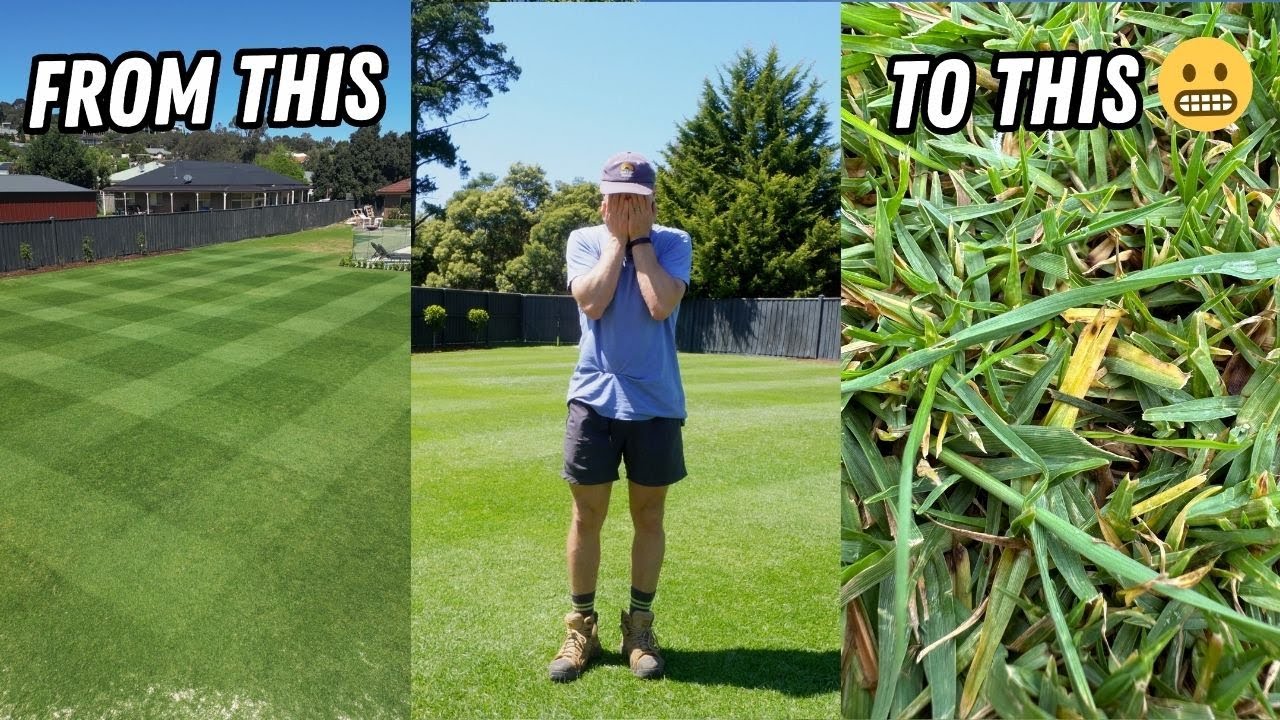 Identifying and treating a lawn fungal disease - YouTube
