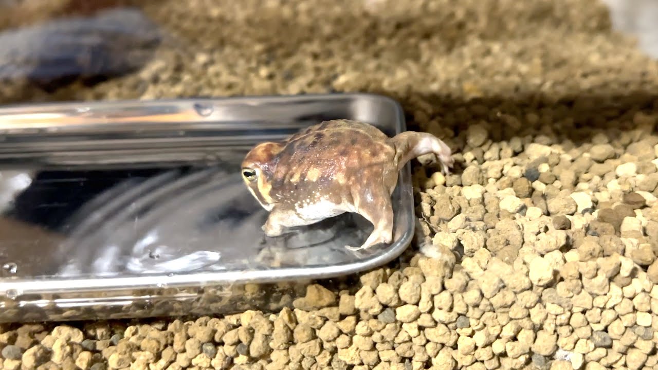 The season of love 🥰 Rain frog is croaking. - YouTube