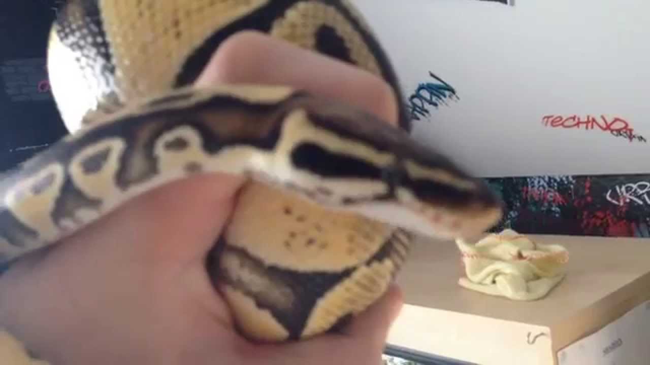Ball Python Collection - MARCH UPDATE 2014! (All My Snakes) - YouTube