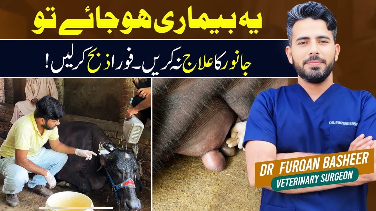 Colliform mastitis | gangrenous mastitis | udder necrosis | cold blue ...