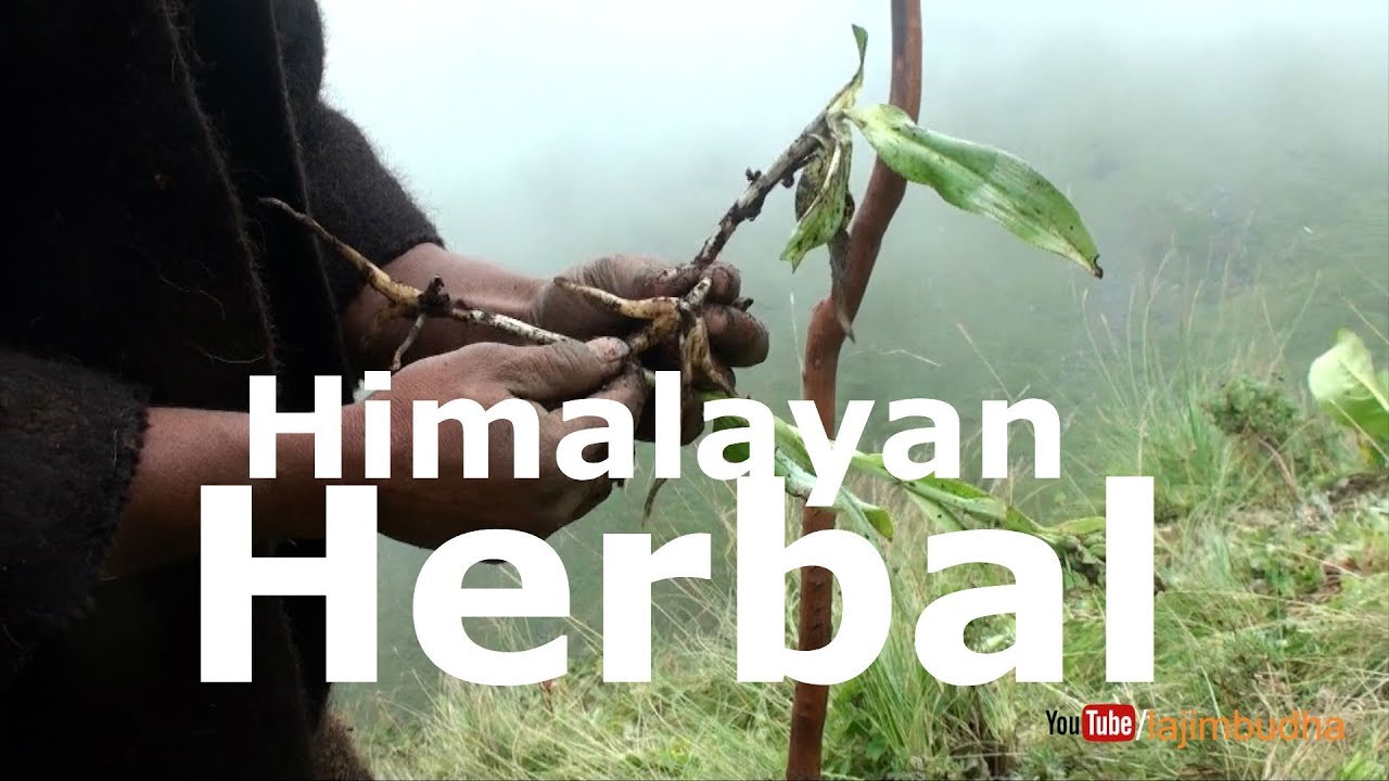 Himalayan Herbal🍃🌿☘️🍀🌱 - YouTube