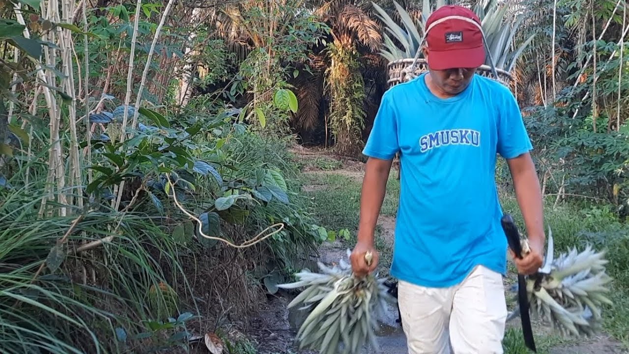 NANAS DI DI RUSAK HAMA HUTAN?! WIRTA KUNIL KUNIL KUNIL MENANAM NANAS ...