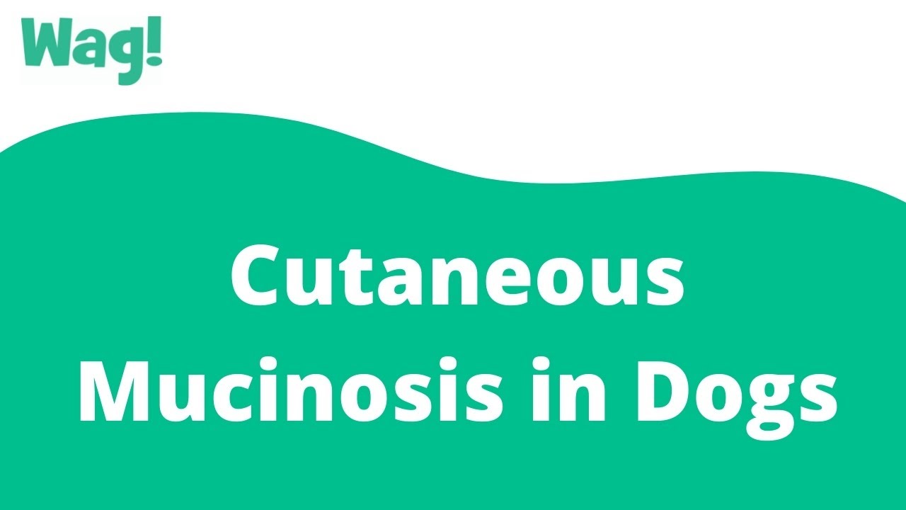 Cutaneous Mucinosis in Dogs | Wag! - YouTube