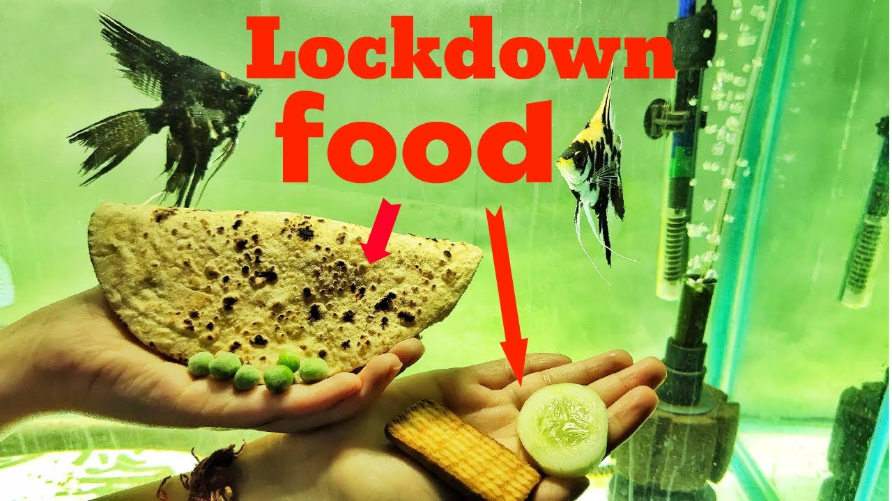 Homemade Food For Fish at | Easy Foods Present at Homes for fish - YouTube