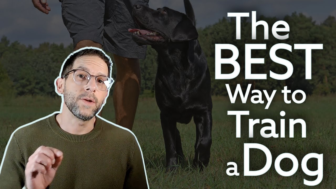 The Search for the Perfect Dog training methods Ends Here - YouTube
