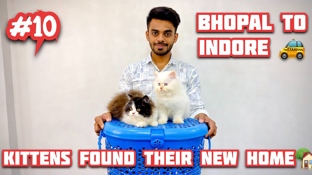 Delivered kitten pair in indore ( high quality Persian kittens) all ...