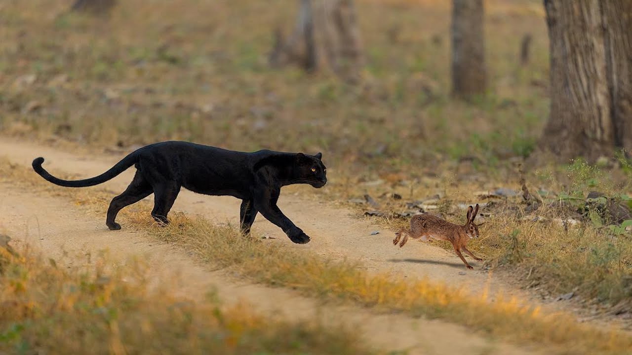 Black panther hunting rabbit - YouTube