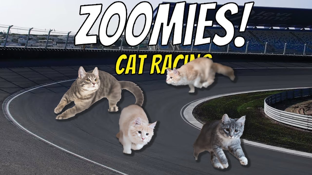 Zoomies! Cat Racing - YouTube