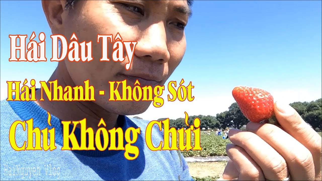 Làm farm ở Úc nghề hái dâu tây làm sao cho bằng người ta| Cuộc sống Úc ...