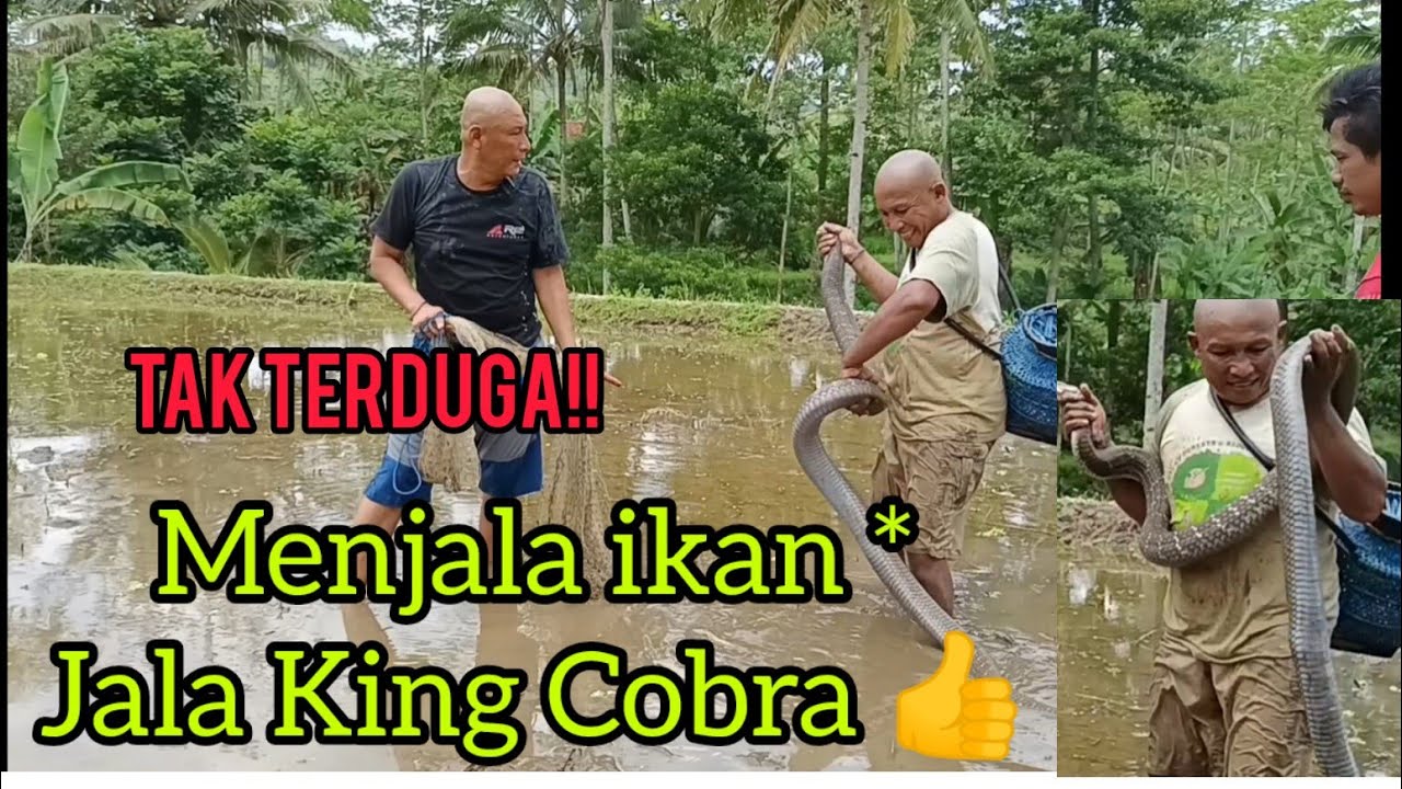Menjala King Cobra!! Kejadian ketika mencari ikan di sungai!? - YouTube