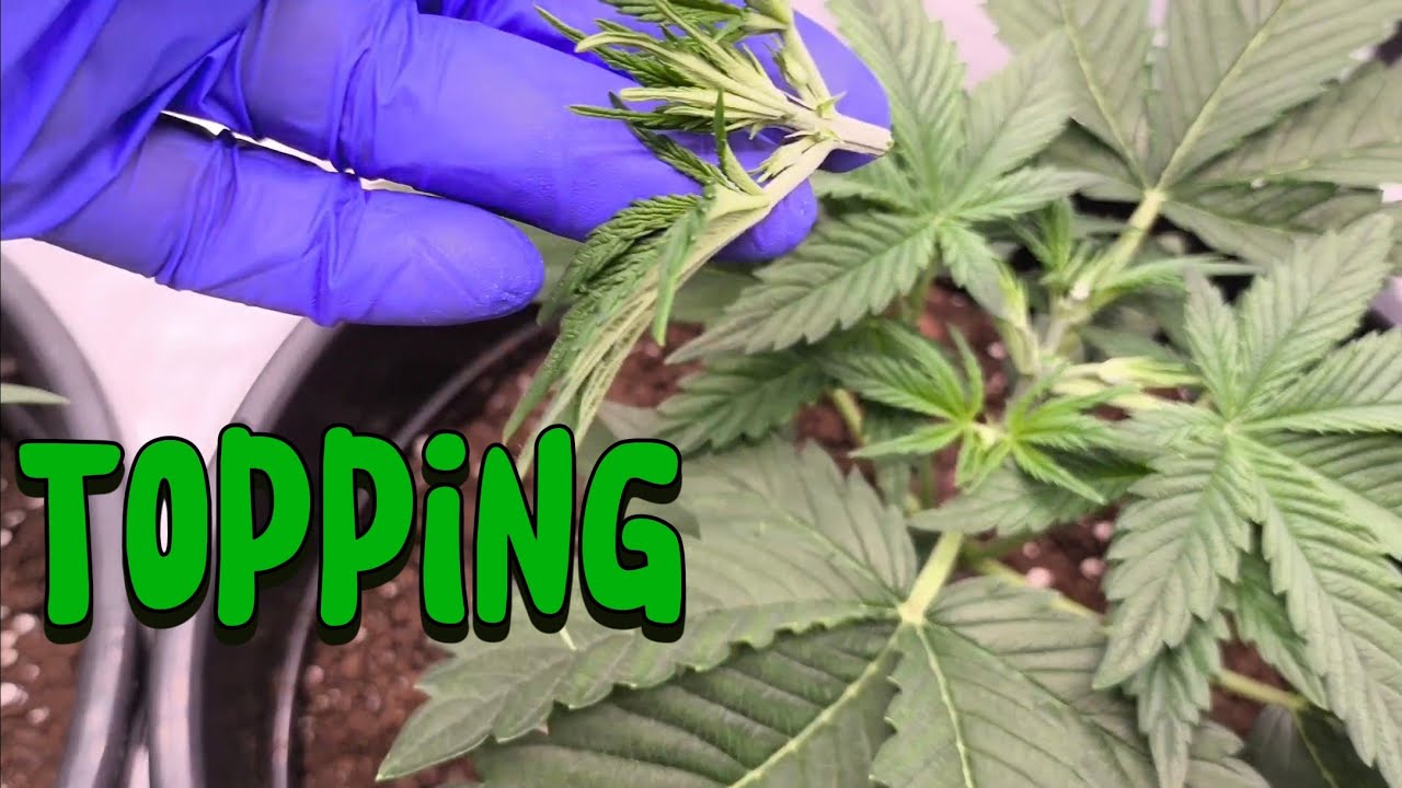 Topping Purple Haze Autoflower Fastbuds SpiderFarmer Setup Indoor Grow ...