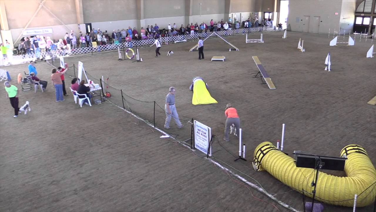 Meg, Wire Fox Terrier Master Agility Silver Bay February 26-28, 2016 ...