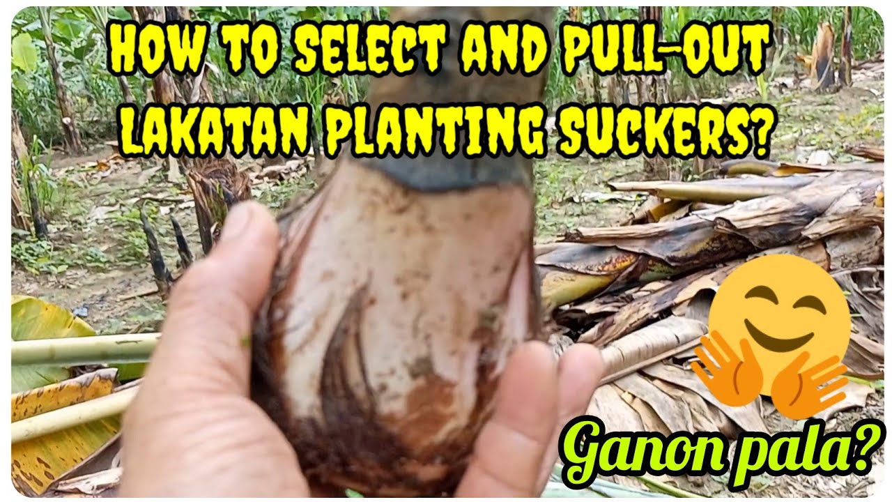 『Paano kumuha at Pumili ng Magandang Lakatan Planting Materials?』〘Ganon ...