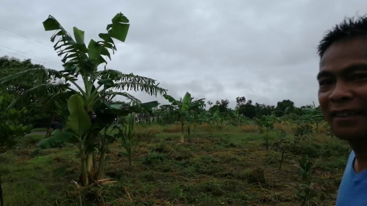 Buhay bukid... Nagtanim kami dragonfruit sa poste ng bakod - YouTube