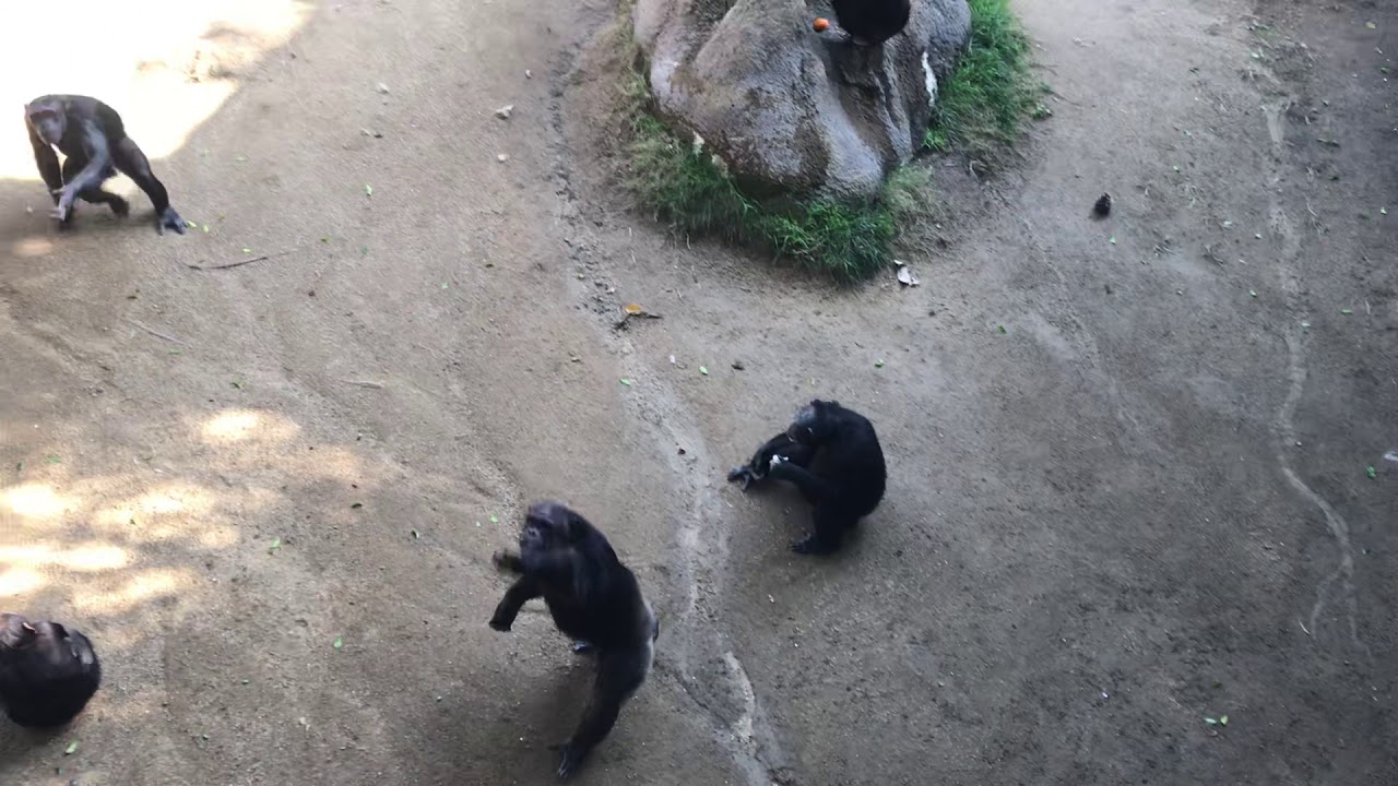 Meet the Chimpanzee Troop @ the Los Angeles Zoo - YouTube