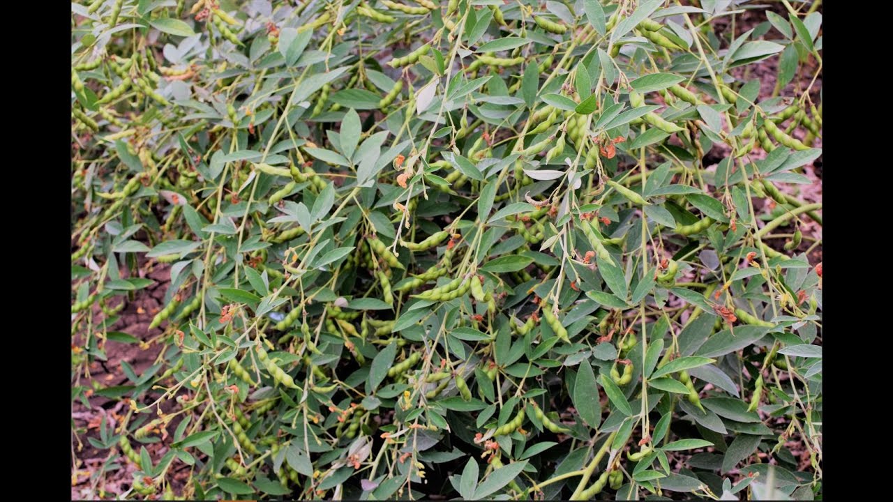 Promo | Kandi Panta Cultivation | Red Gram | Tur Dal | Arhar | Natural ...