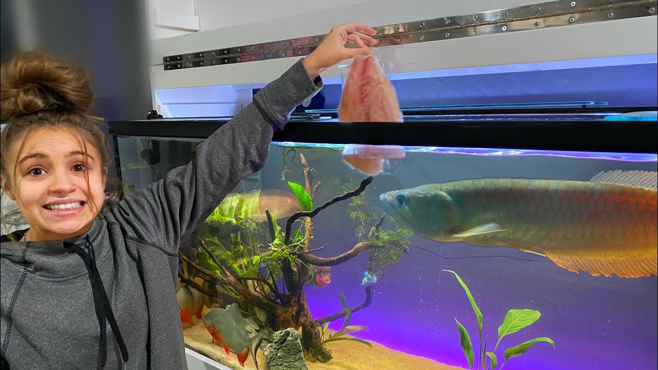 My GIRLFRIEND Feeds All My MONSTER EXOTIC FISH... (Funny) - YouTube