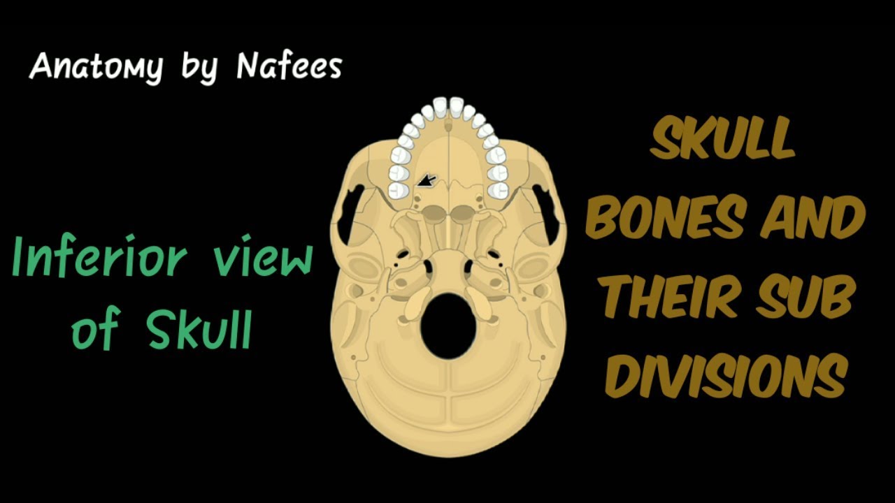 Inferior view of the Skull | Base of Skull | Skull Anatomy | - YouTube