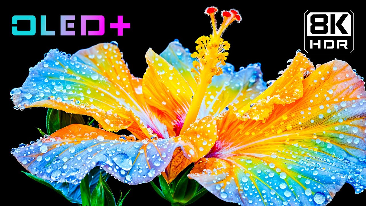 BEST OLED TEST – Heavenly Blossoms Flower in 8K HDR | Dolby Vision ...